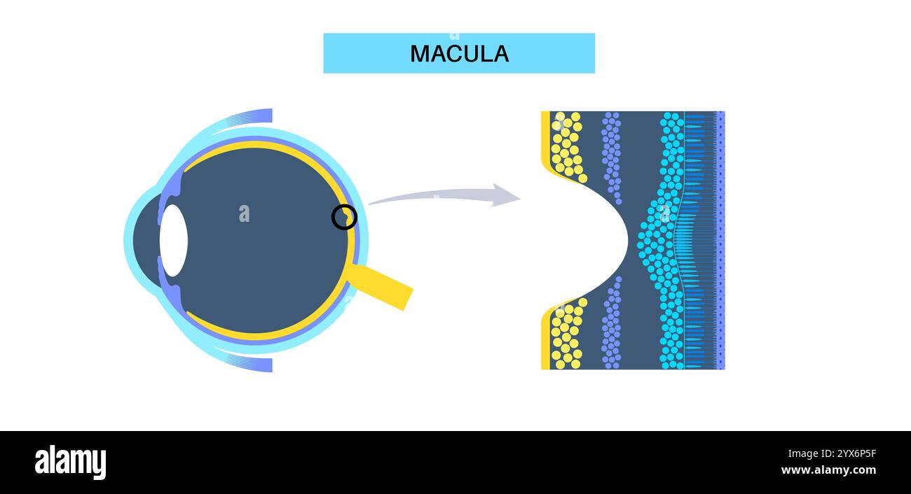 Fovea e la macula immagini e fotografie stock ad alta risoluzione - Alamy