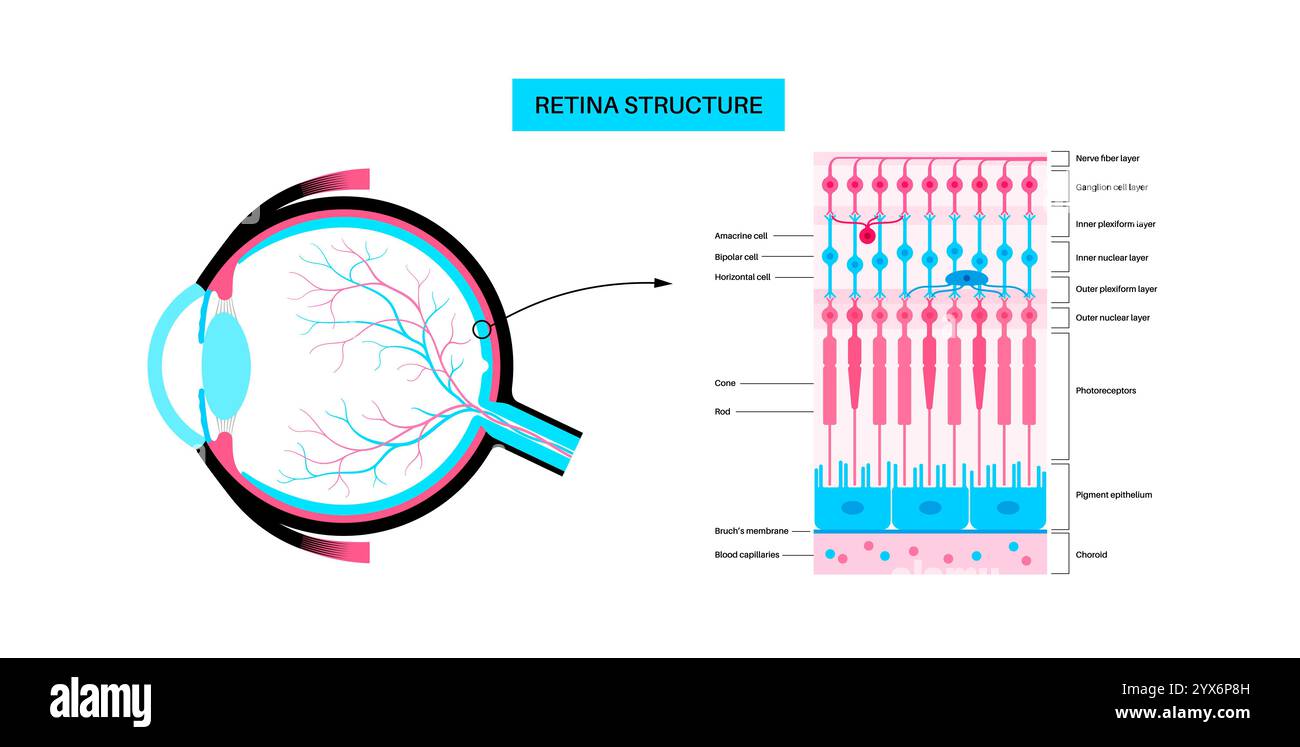 Coroide e retina immagini e fotografie stock ad alta risoluzione - Alamy