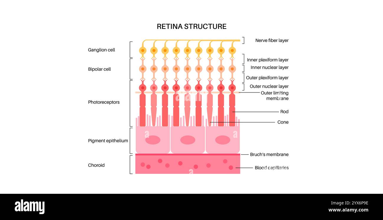 Cellula amacrina retina immagini e fotografie stock ad alta risoluzione ...