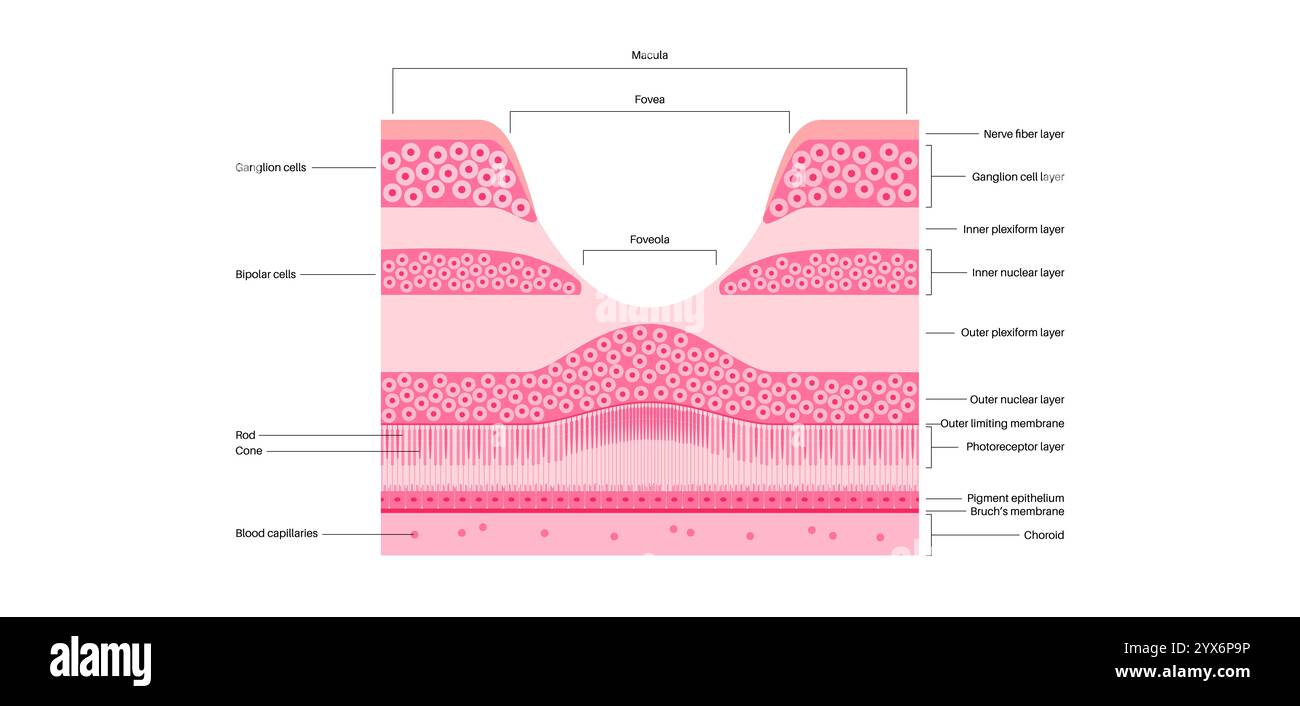 Cellula amacrina retina immagini e fotografie stock ad alta risoluzione ...