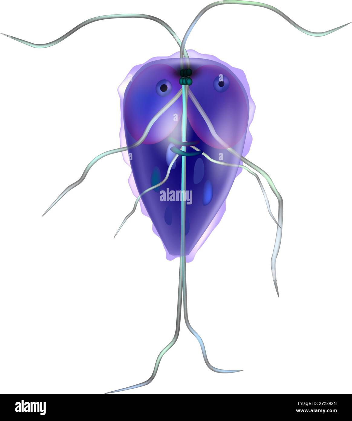 Giardiasi protozoo giardia lamblia Immagini Vettoriali Stock - Alamy