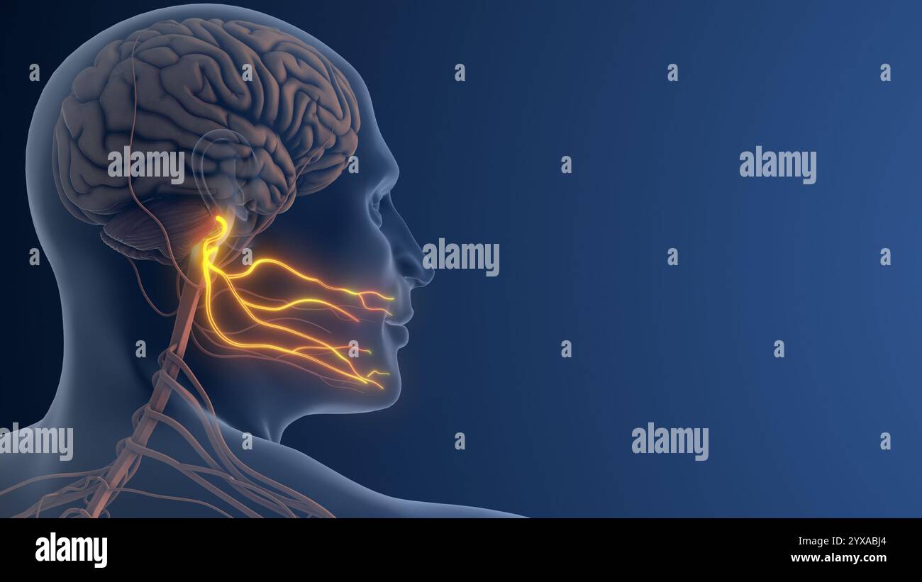 Nervio trigemino mandibular immagini e fotografie stock ad alta ...