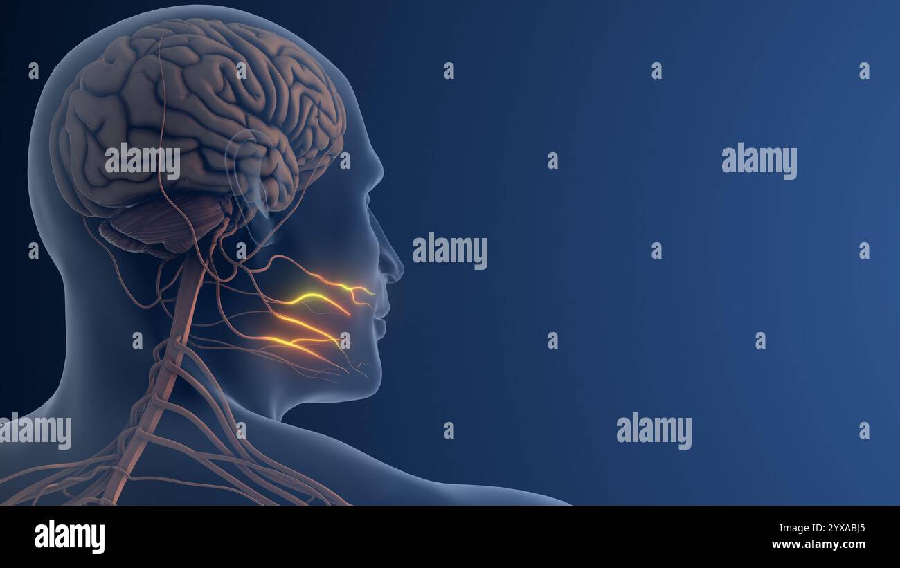 Trigeminal nerve immagini e fotografie stock ad alta risoluzione - Alamy