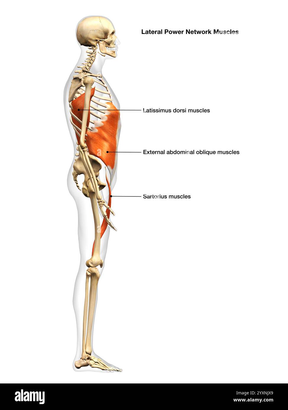 Vista laterale del sistema muscolare umano immagini e fotografie stock ...