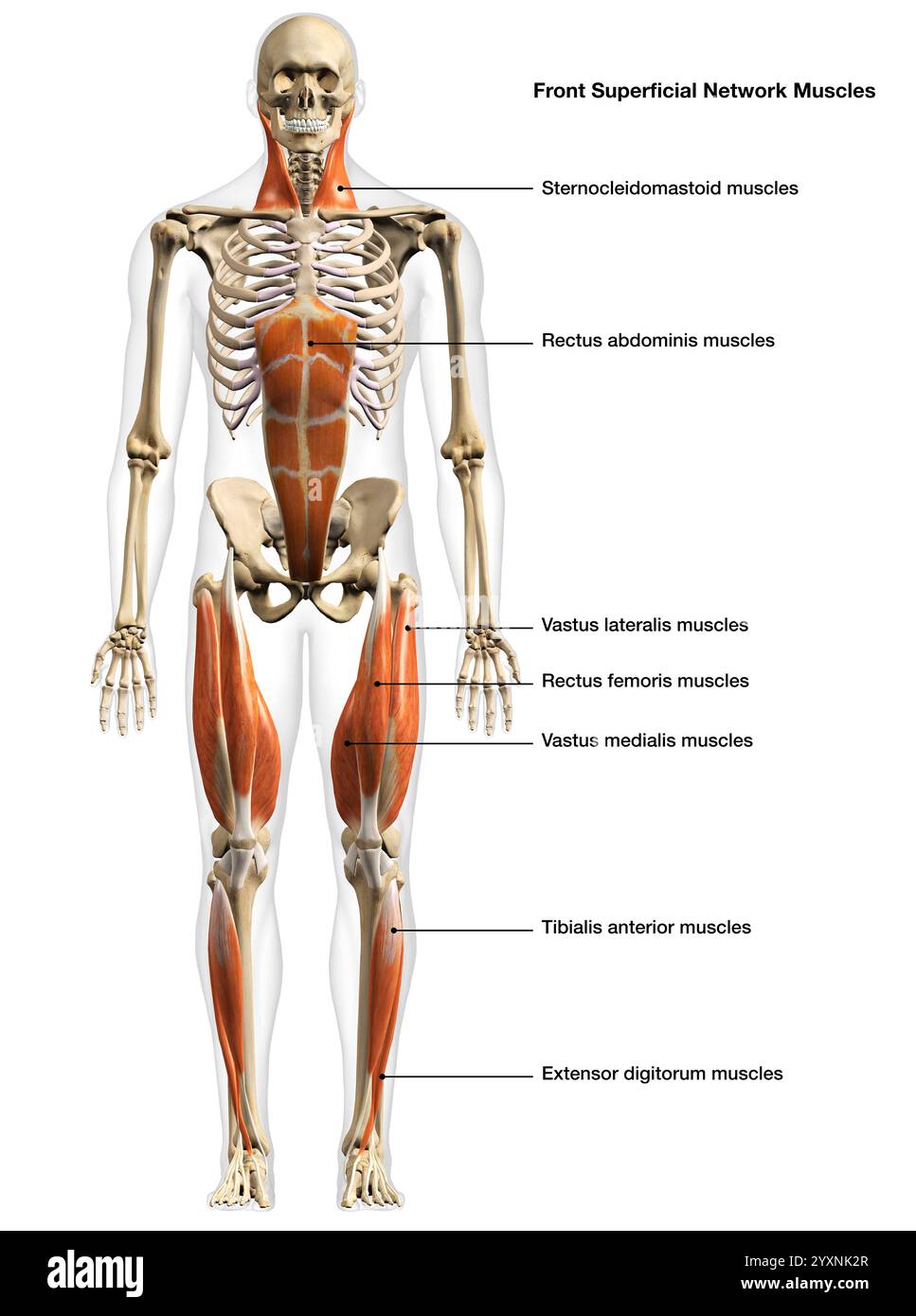 Grafico maschile dei muscoli immagini e fotografie stock ad alta ...