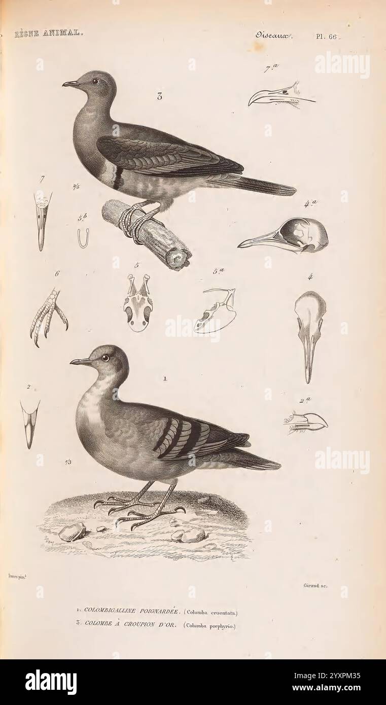 Le règne animal distribué d'après son organisation Paris, 1836-1849 ...