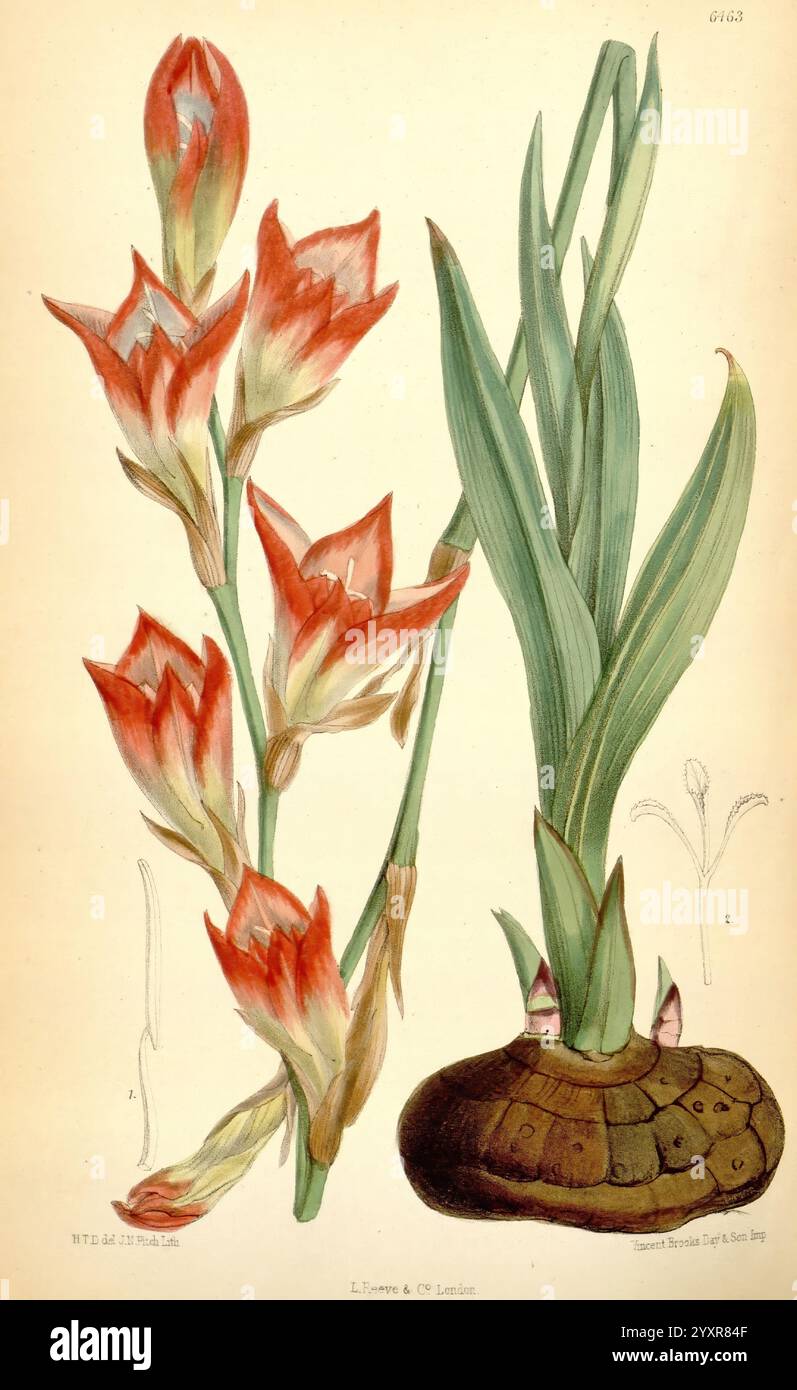 Curtis's Botanical Magazine Londra New York illustrazione botanica ...