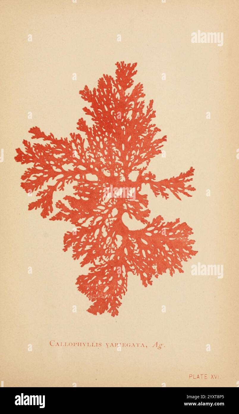 Callophyllis variegata immagini e fotografie stock ad alta risoluzione ...