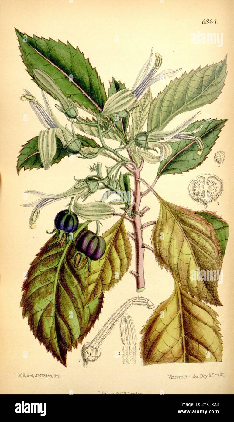 Lobelie physaloides immagini e fotografie stock ad alta risoluzione - Alamy