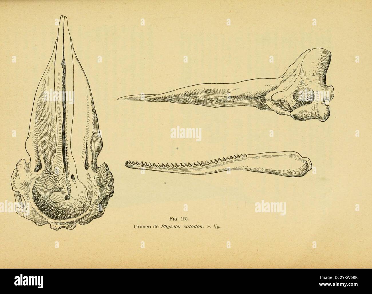 Tre cuspide immagini e fotografie stock ad alta risoluzione - Alamy