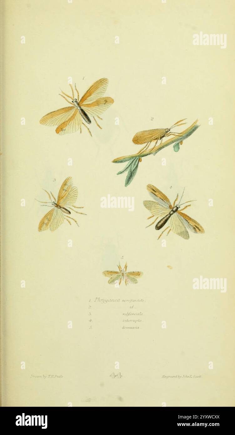 Americano, entomologia Boston, Estes & Lauriat, [1859?], insetti ...
