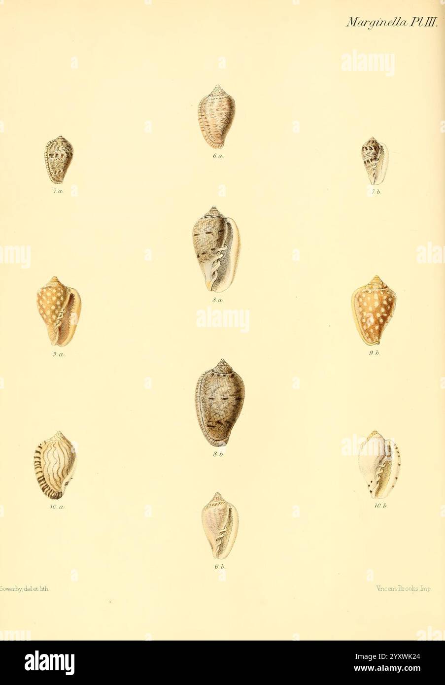 Conchologia, iconica, o illustrazioni, di, conchiglie, of, Molluscous ...