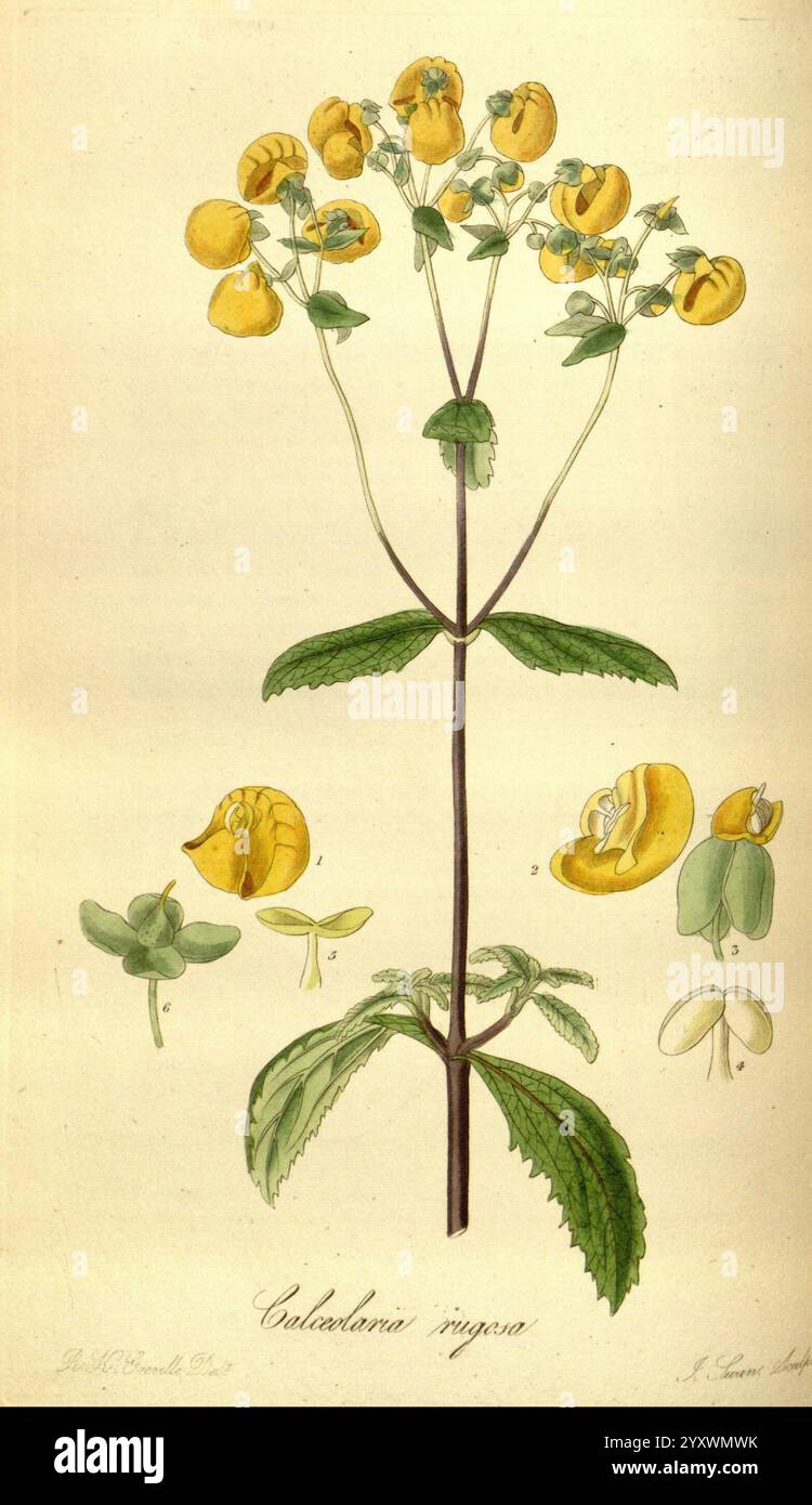 Exotic flora, Edinburgh, stampato per W. Blackwood, 1823-27, XIX secolo ...