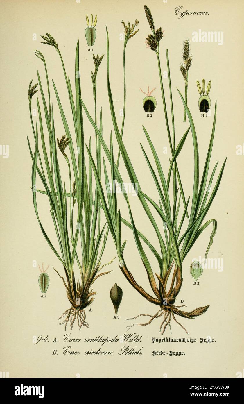 Flora von Deutschland, Österreich und der Schweiz. Gera, Zezschwitz ...