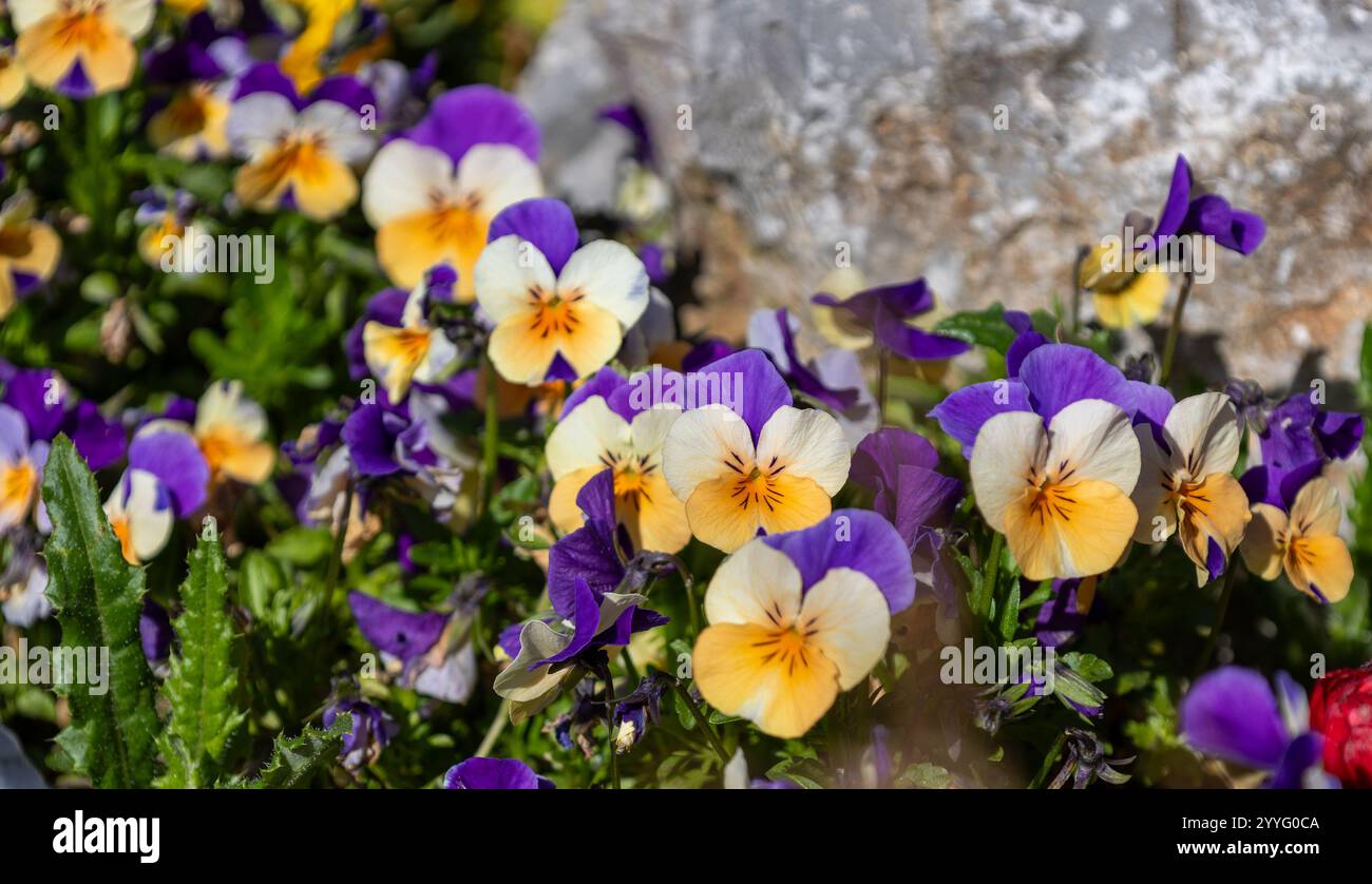 Fiori tricolori immagini e fotografie stock ad alta risoluzione - Alamy