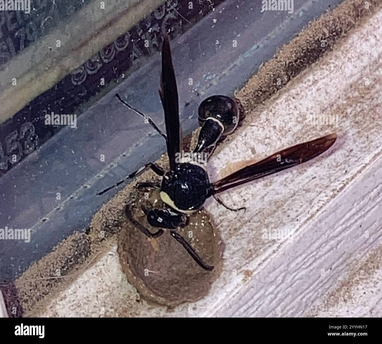 Vespa vasaio eumenes fraternus immagini e fotografie stock ad alta ...