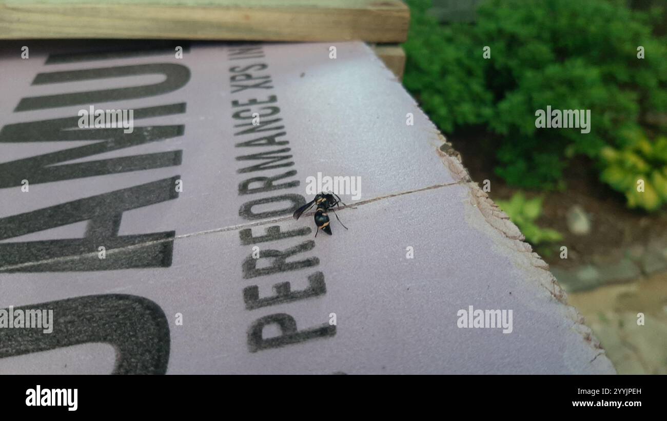 Vespa vasaio eumenes fraternus immagini e fotografie stock ad alta ...