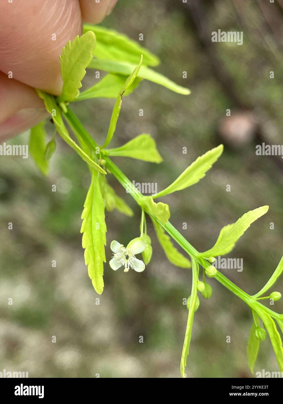 Erbaccia scoparia immagini e fotografie stock ad alta risoluzione - Alamy