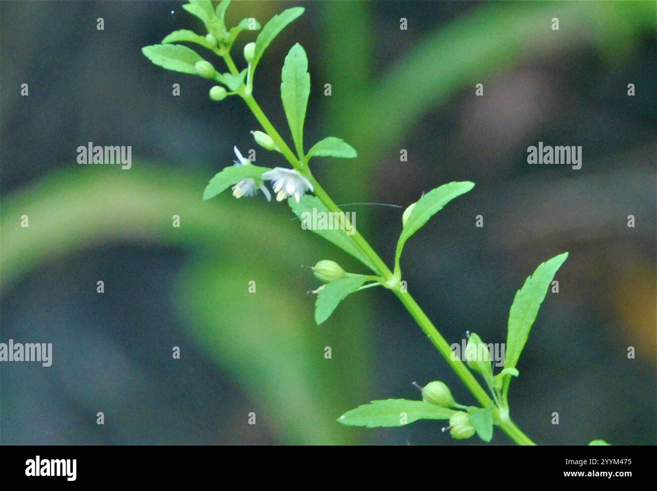 Erbaccia scoparia immagini e fotografie stock ad alta risoluzione - Alamy