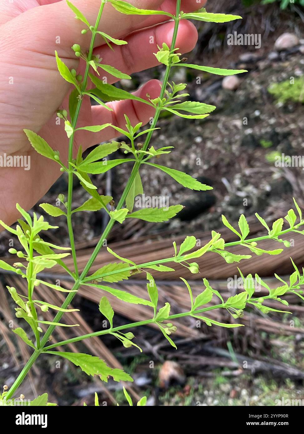 Erbaccia scoparia immagini e fotografie stock ad alta risoluzione - Alamy