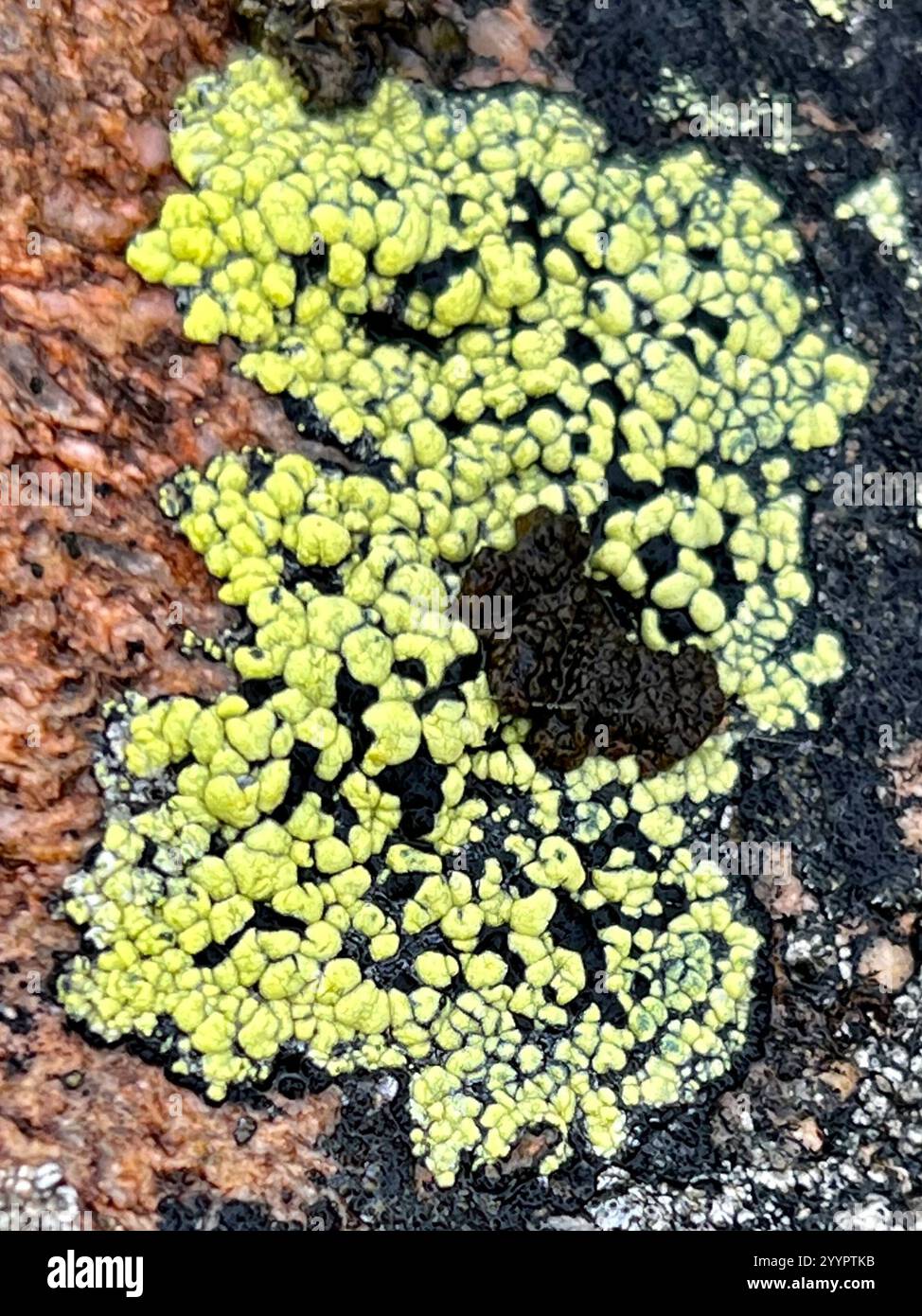 Yellow map lichen rhizocarpon geographicum immagini e fotografie stock ...