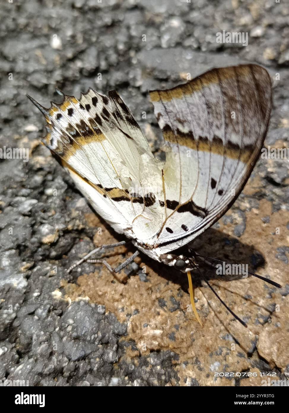 Polyura nepenthes immagini e fotografie stock ad alta risoluzione - Alamy