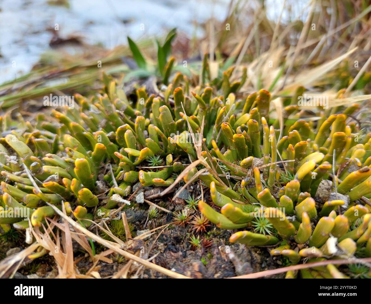 Dwarf broom immagini e fotografie stock ad alta risoluzione - Alamy