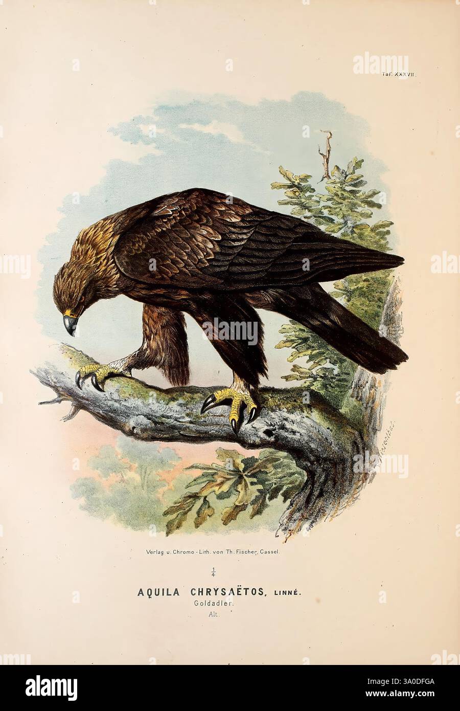 Die Raubvögel Deutschlands und des angrenzenden Mitteleuropas, Cassel ...