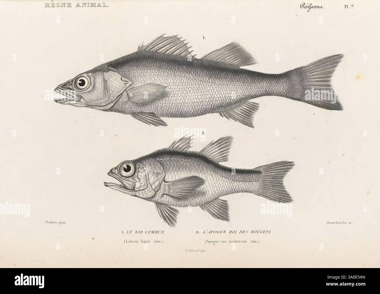 Le règne Animal distribué d'après son Organization Paris, 1836-1849 ...