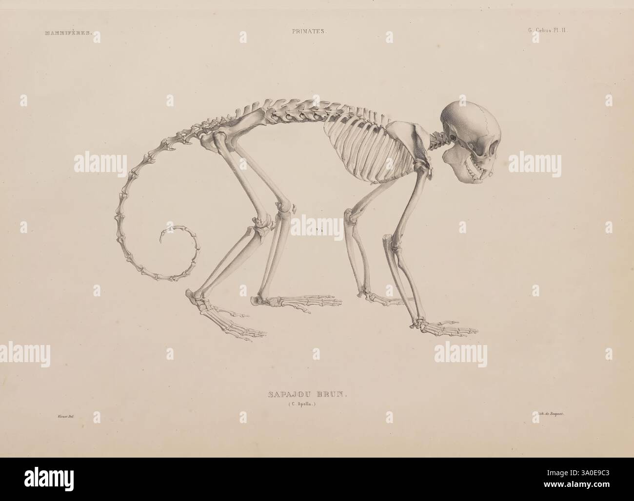 Ostéographie ou Description iconographique comparée du squelette et du ...