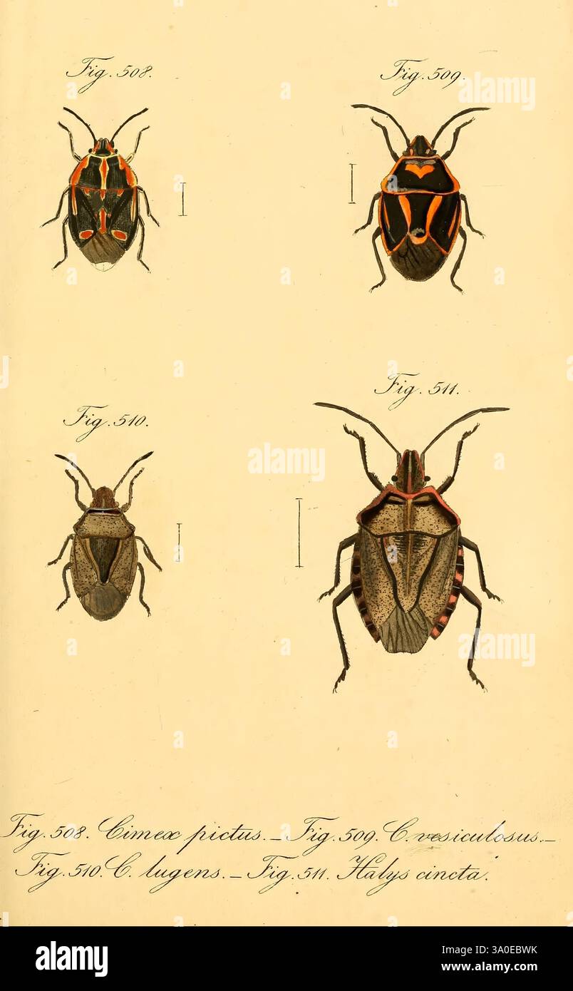 Die wanzenartigen Insecten, Nürnberg, in der C.H. Zeh'schen ...