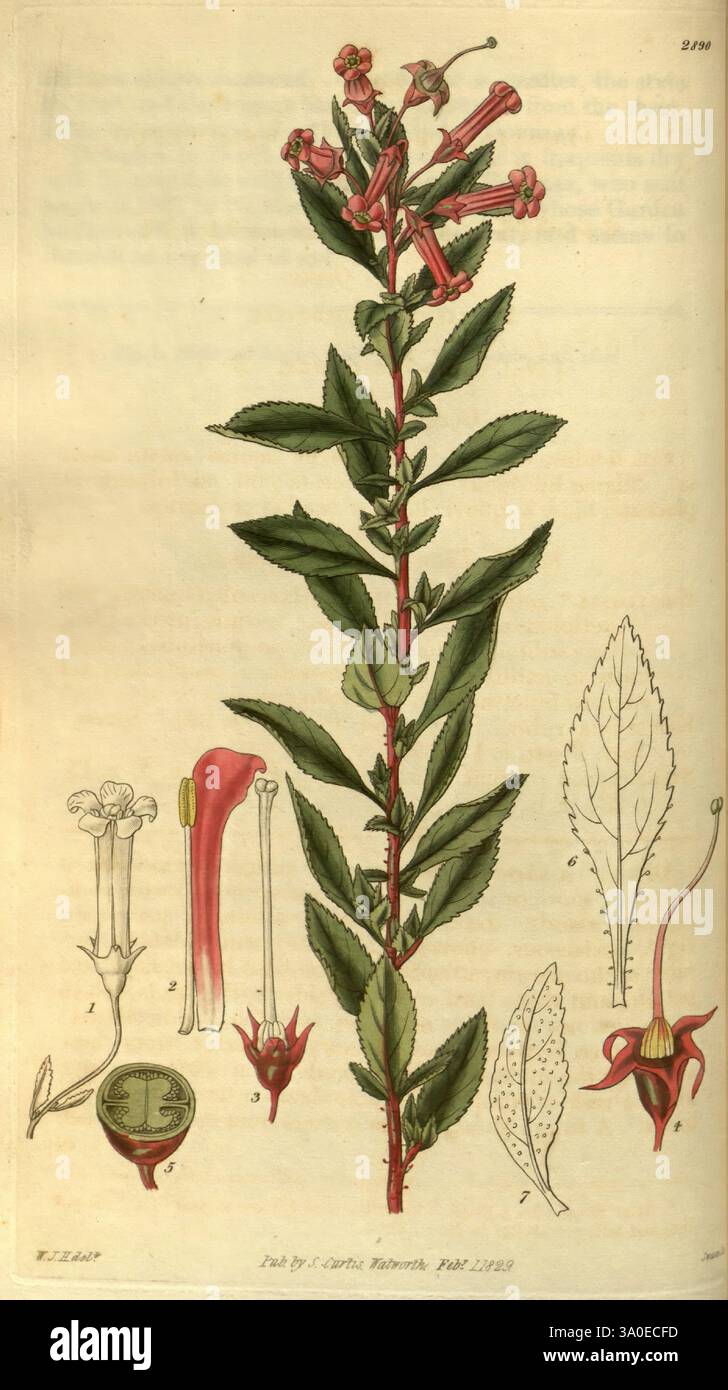Curtis's Botanical Magazine, Londra, New York, illustrazione botanica ...