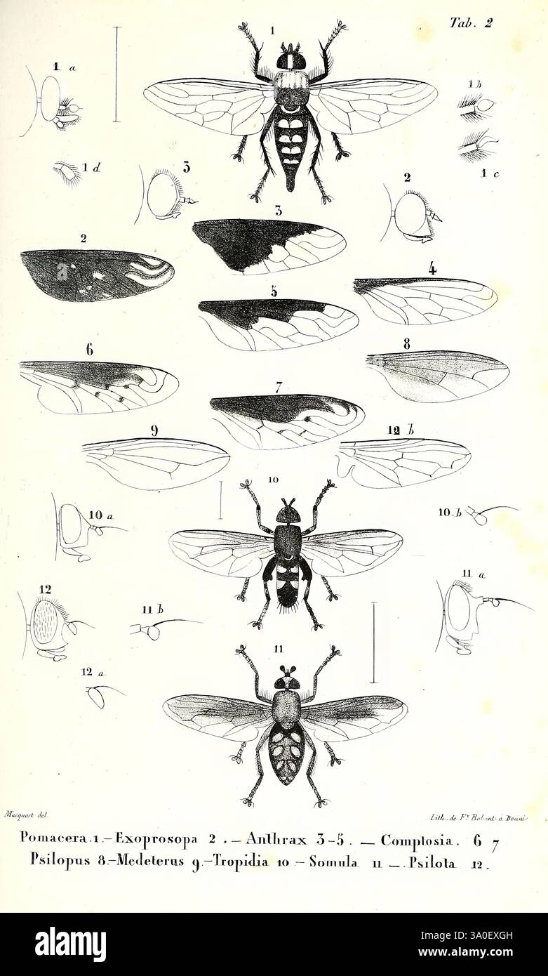 Diptères Exotiques Nouveaux Ou Peu Connus Paris, Roret, 1838-1843 ...