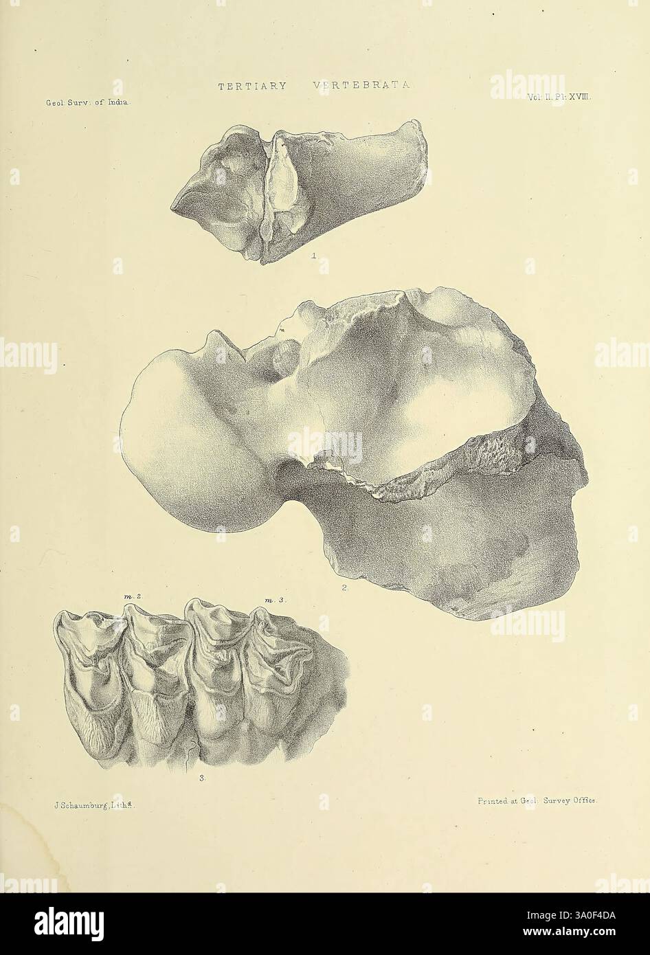 Indiano, terziario e, terziario, Vertebrata, Calcutta, Geological ...