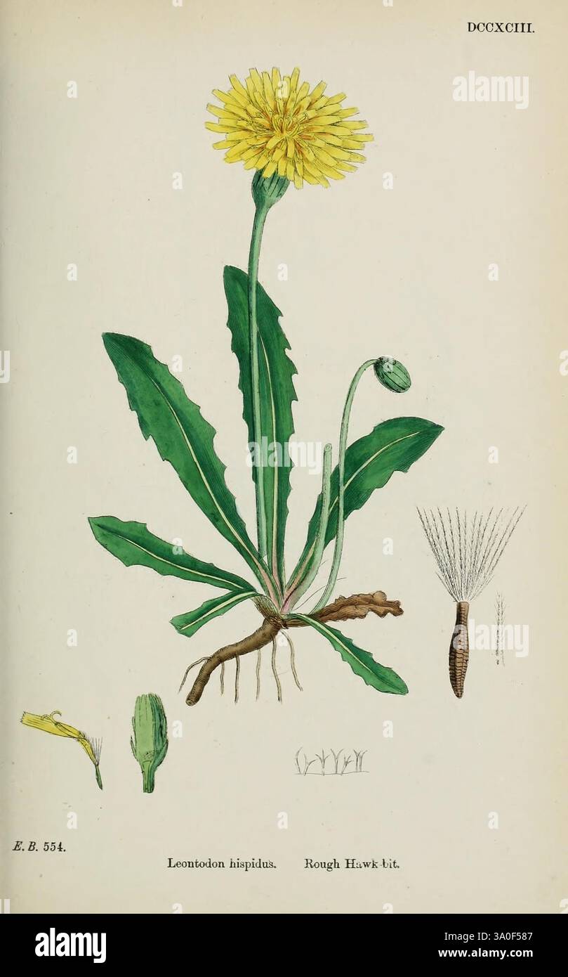 La testa del seme della pianta rivela immagini e fotografie stock ad ...