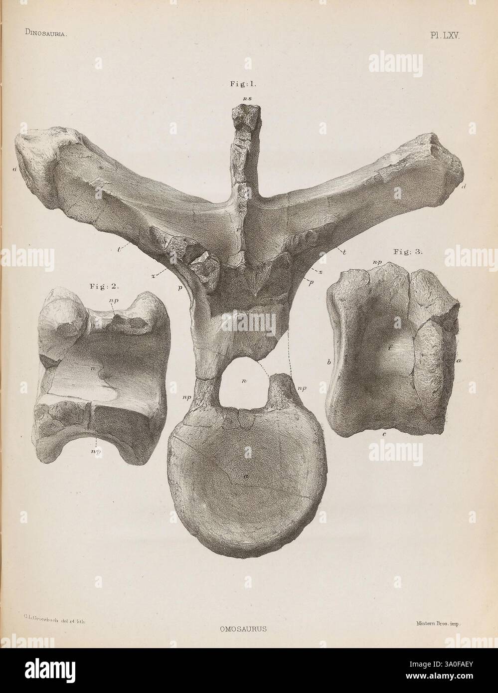 A history of British Fossil reptiles, London, Cassell & Company Limited ...