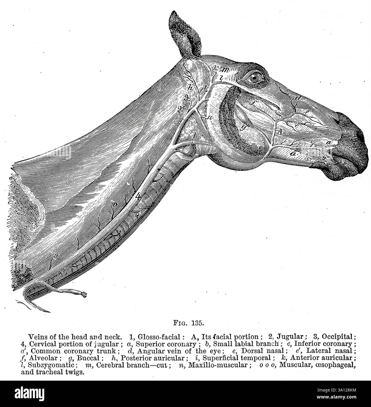 Vene esofagee immagini e fotografie stock ad alta risoluzione - Alamy