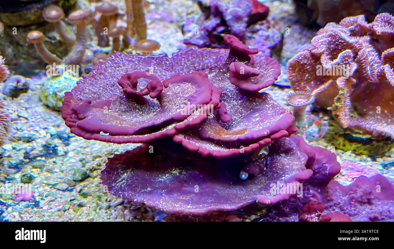 I coralli marini immagini e fotografie stock ad alta risoluzione - Alamy