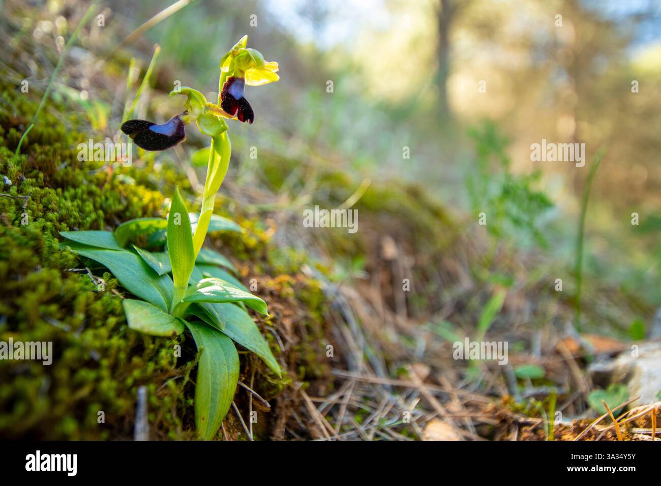 Splendide orchidee selvatiche dai colori vivaci fioriscono tra muschio ...
