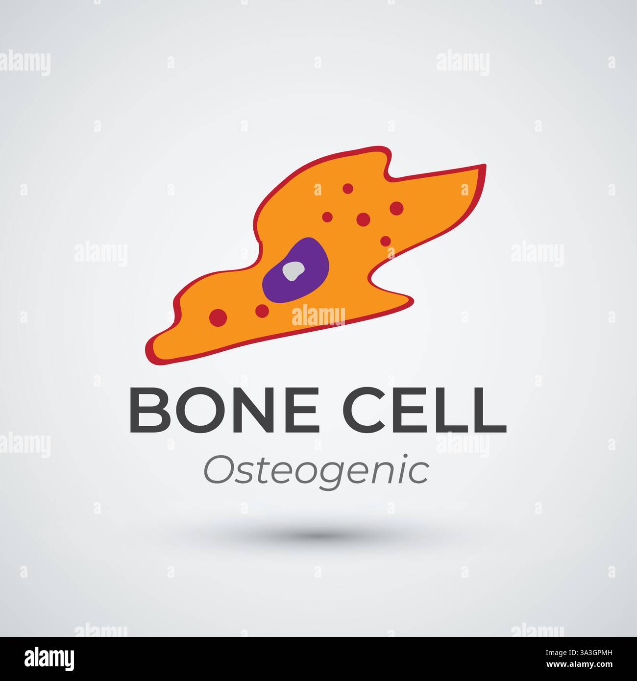 Diagramma cellulare osteogenico immagini e fotografie stock ad alta ...