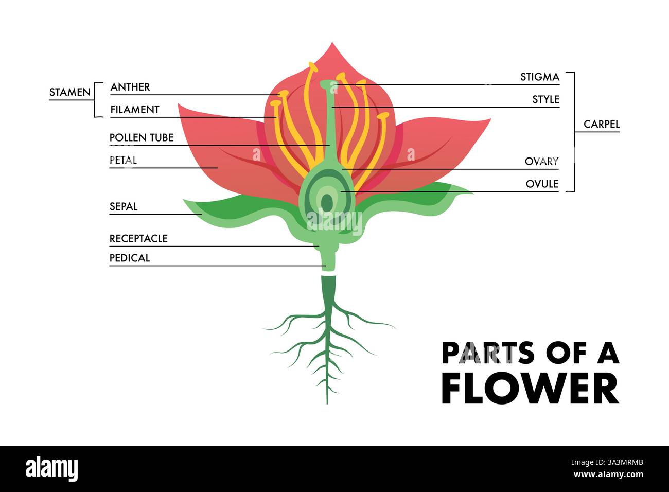 Parti del fiore immagini e fotografie stock ad alta risoluzione - Alamy