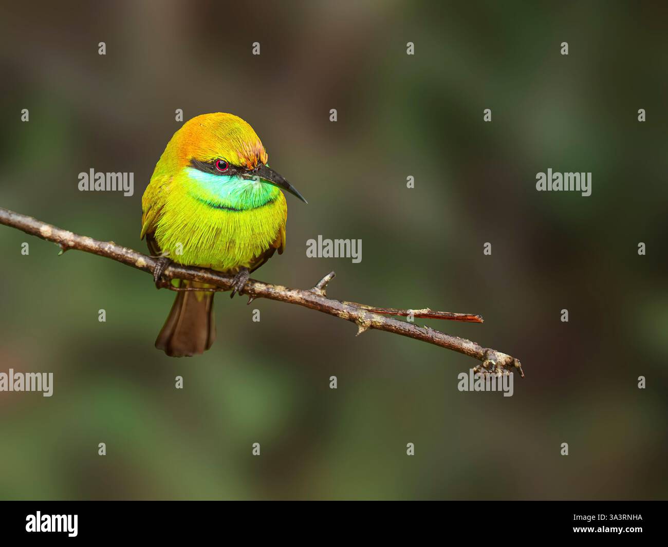 Ape immagine immagini e fotografie stock ad alta risoluzione - Alamy