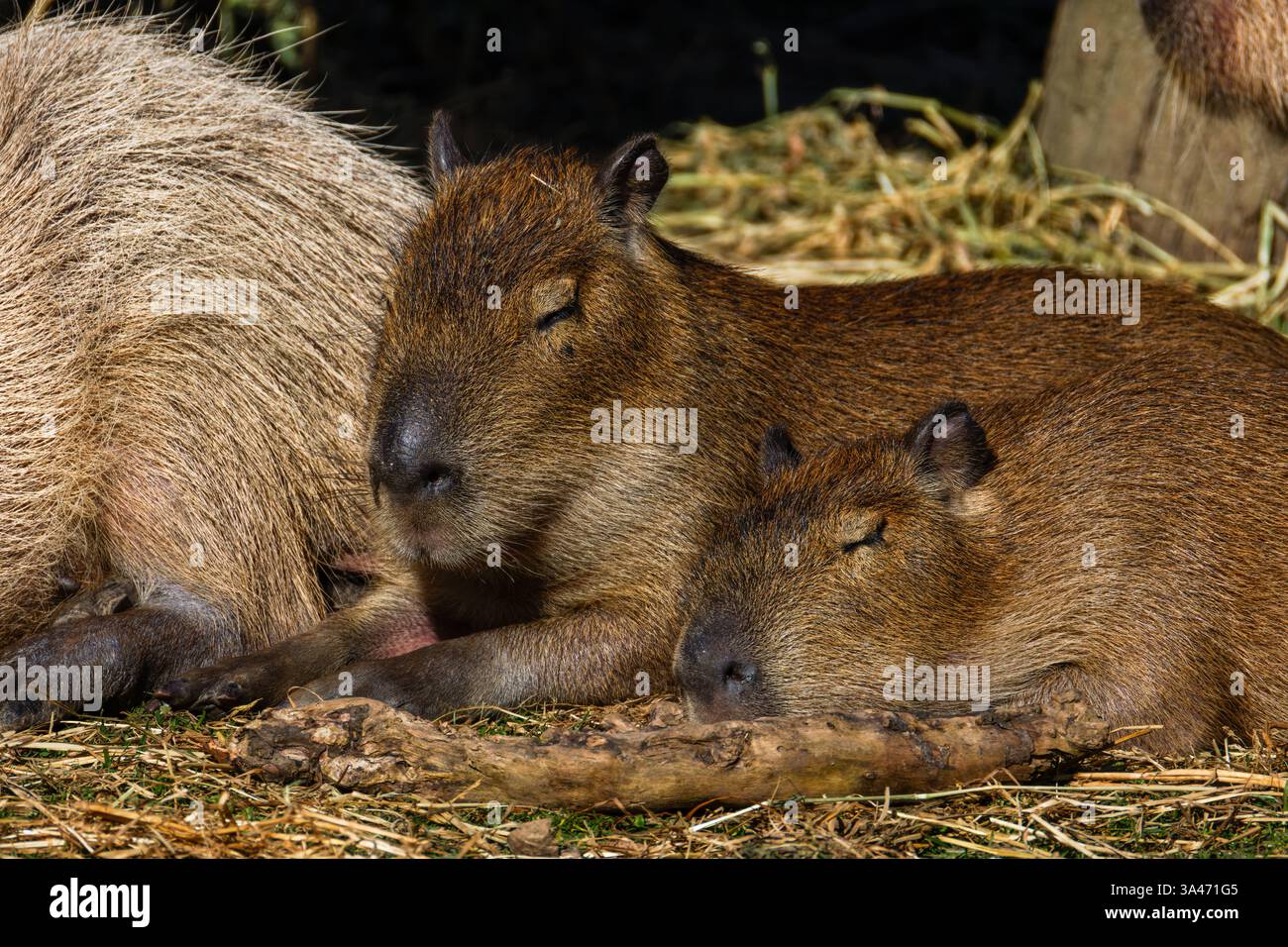 Il capybara[a] o più grande capybara (Hydrochoerus hydrochaeris) è il ...
