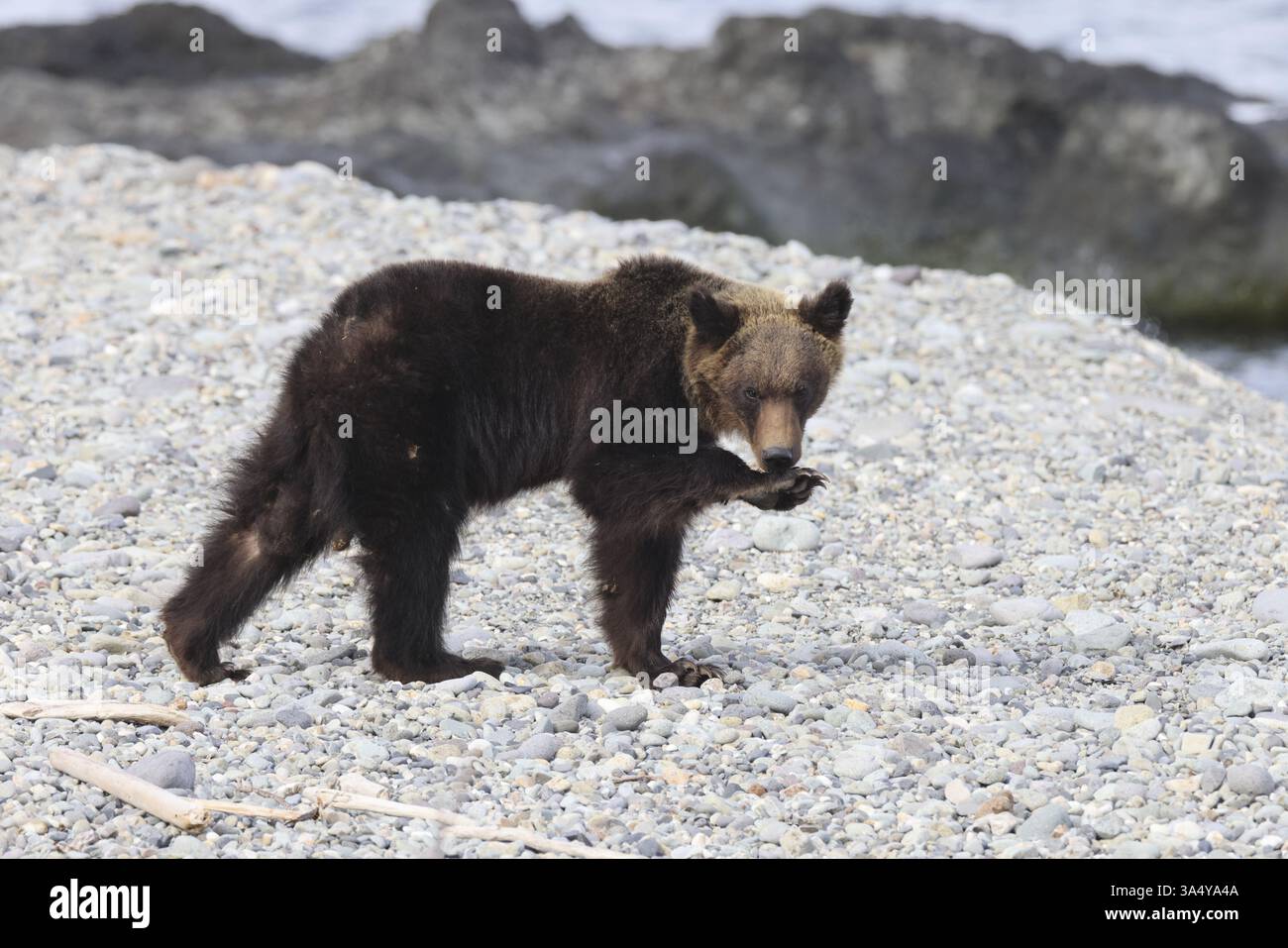 Ussuri orsi bruni immagini e fotografie stock ad alta risoluzione - Alamy
