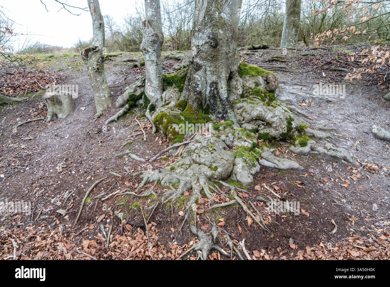 Radici di faggio immagini e fotografie stock ad alta risoluzione - Alamy