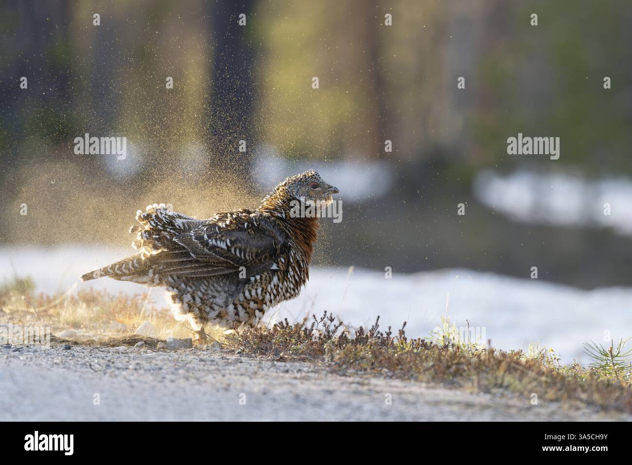Comportamento da gallo cedrone immagini e fotografie stock ad alta ...