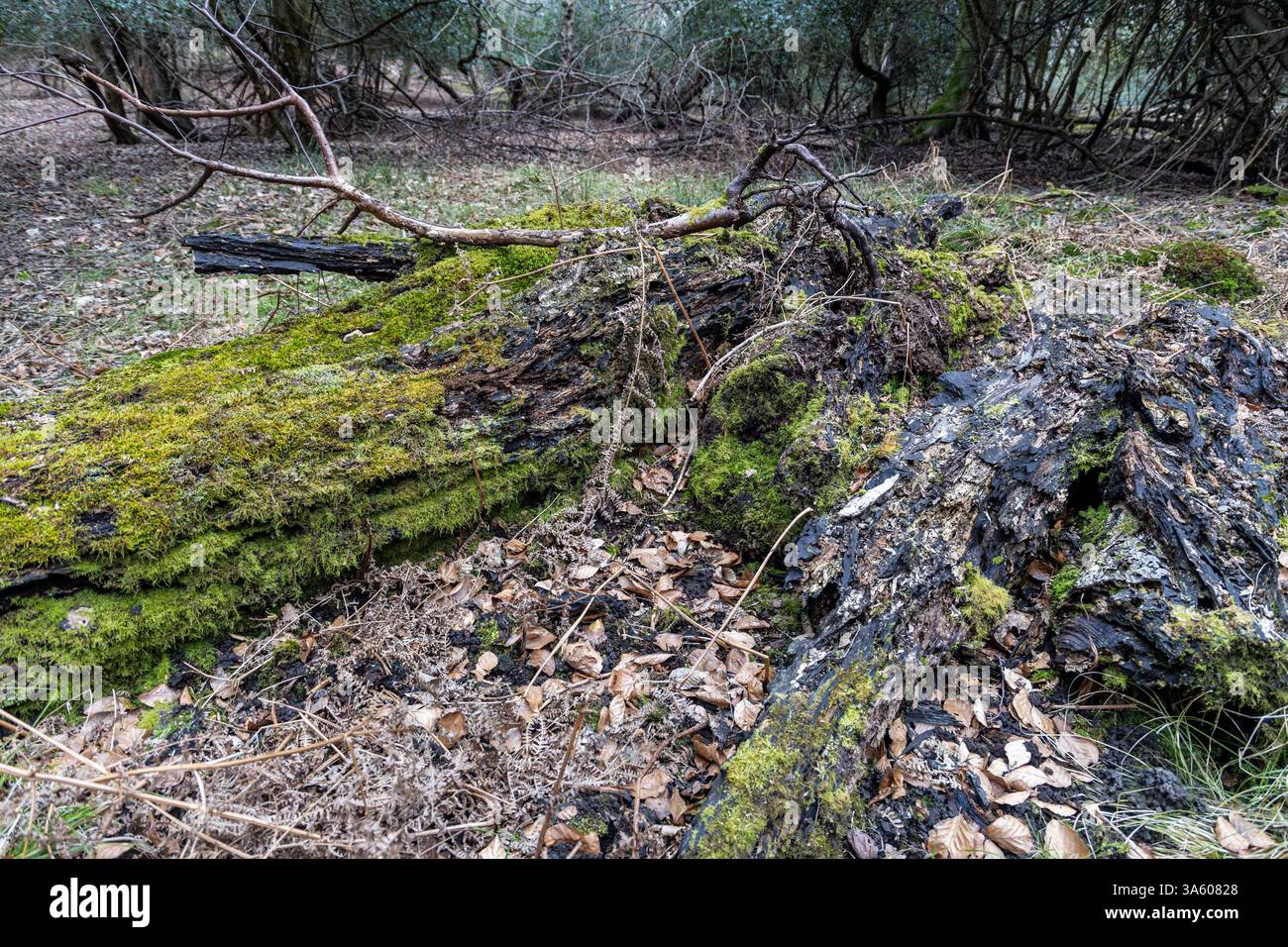 Muschio che cresce su legno in decomposizione immagini e fotografie ...