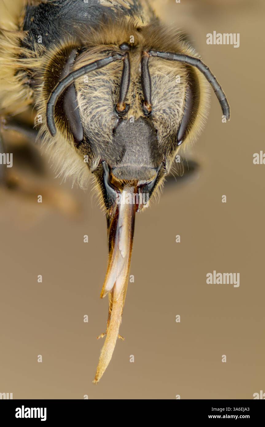 Ape immagine immagini e fotografie stock ad alta risoluzione - Alamy