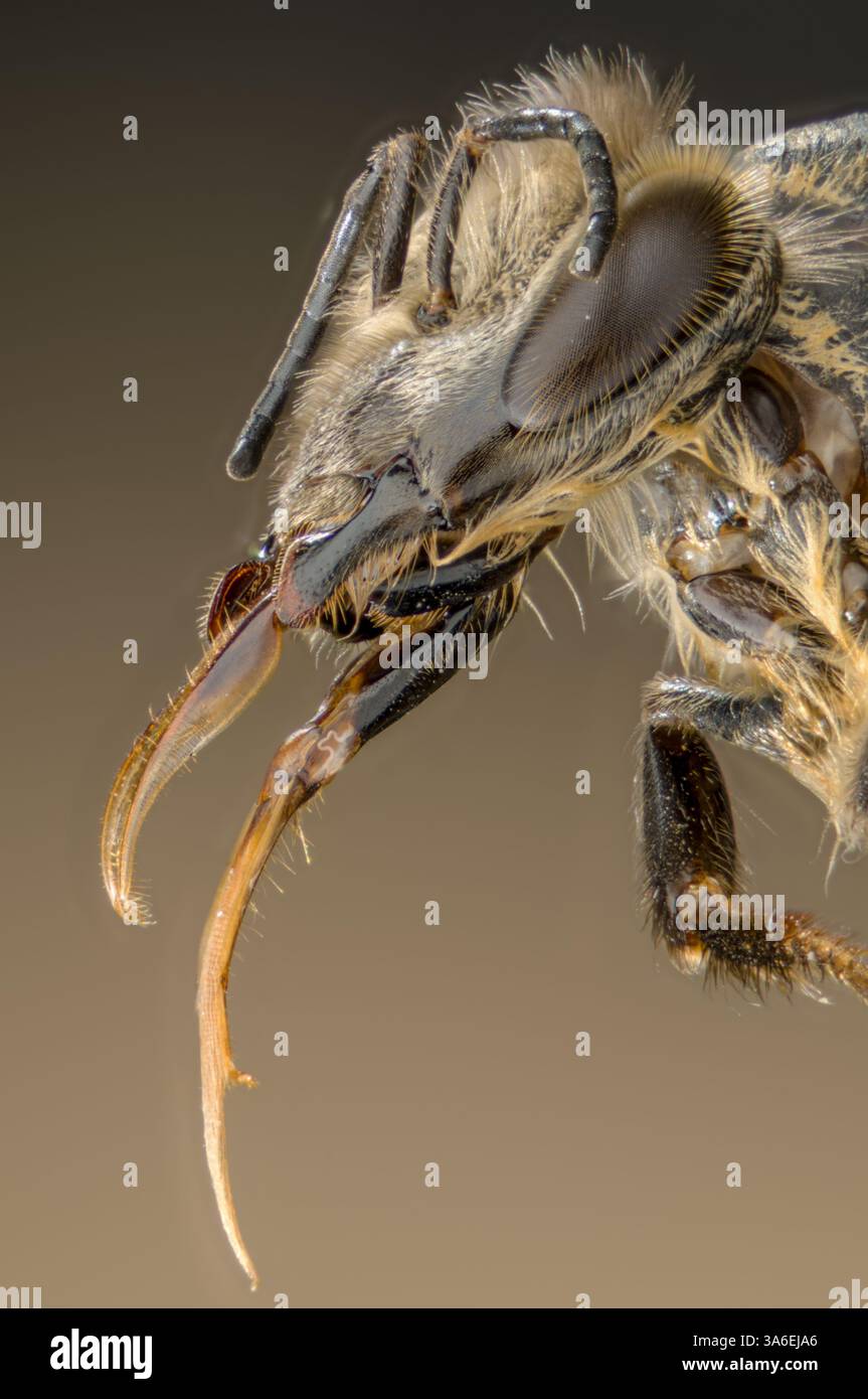 Ape immagine immagini e fotografie stock ad alta risoluzione - Alamy