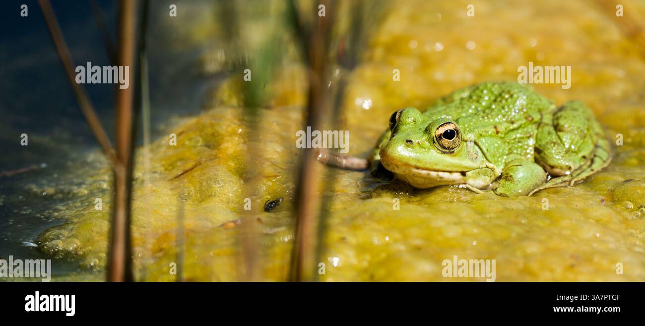Pelophylax saharicus immagini e fotografie stock ad alta risoluzione ...